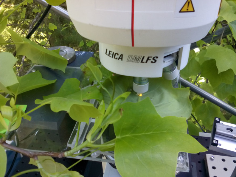 Research | Michael Knoblauch Lab | Washington State University