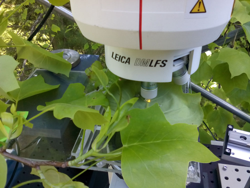 Research | Michael Knoblauch Lab | Washington State University