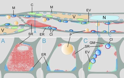 Sieve Tube Structure | Michael Knoblauch Lab | Washington State University