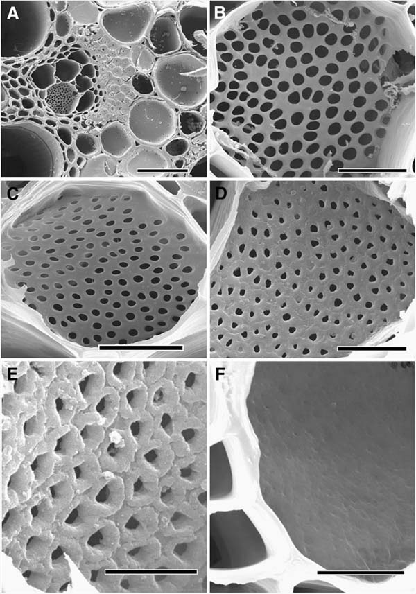 The Sieve Plate | Michael Knoblauch Lab | Washington State University