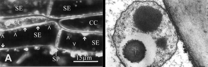 Sieve element plasids | Michael Knoblauch Lab | Washington State University