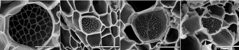 The Sieve Plate | Michael Knoblauch Lab | Washington State University