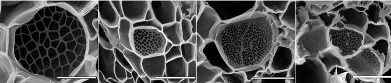 The Sieve Plate | Michael Knoblauch Lab | Washington State University