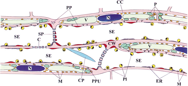 Sieve Tube Structure | Michael Knoblauch Lab | Washington State University