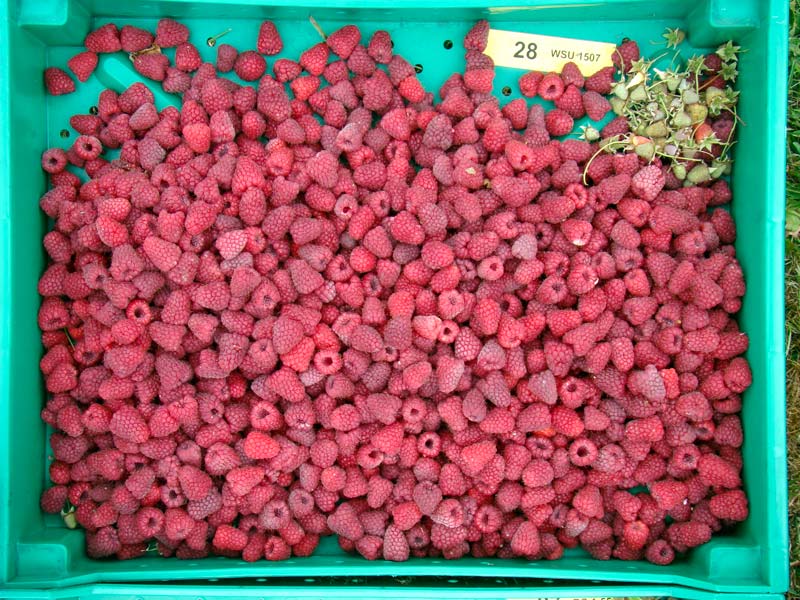 Small Fruit Breeding & Genetics | Washington State University