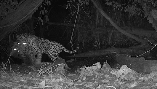 Wildlife ecologists document rare jaguar-ocelot interaction | College ...