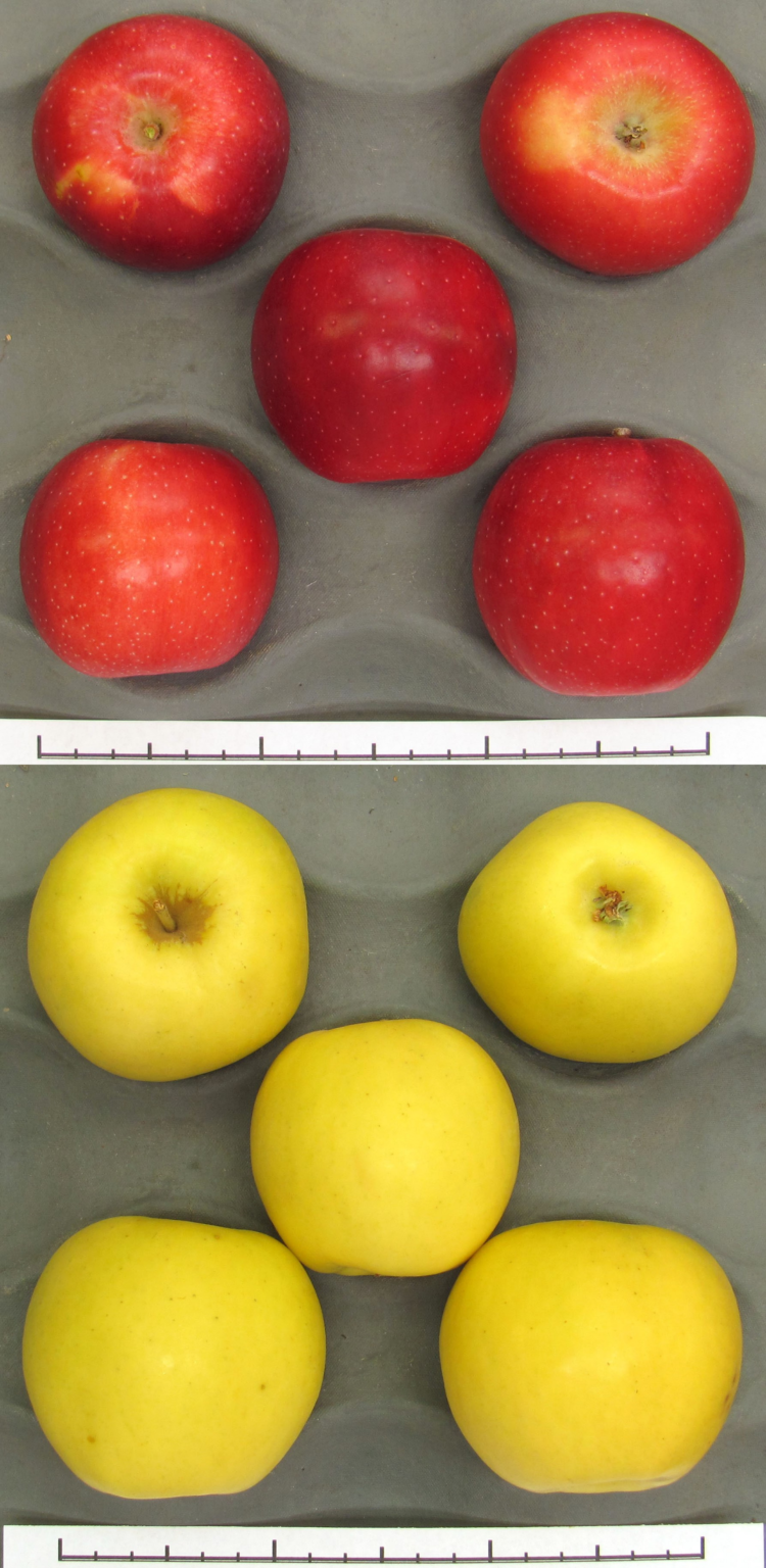 To Be or Not to Be – Considerations at the Intersection of Breeding ...