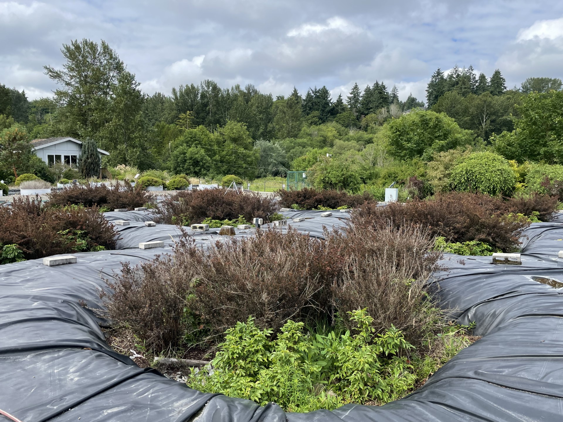 Bioretention | Jayakaran Faculty Page | Washington State University