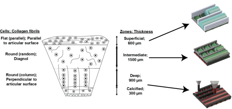 Bio-additive-manufacturing | Manufacturing Processes and Machinery Lab ...