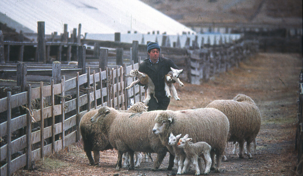 A Rare Look at Life on an Eastern Washington Sheep Ranch | WSU Press ...