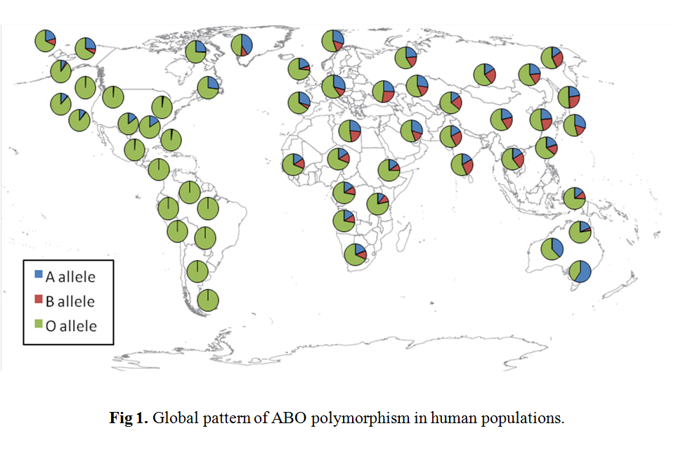 ABO-NX Model (Teaching Resource) | Fernando Villanea | Washington State ...
