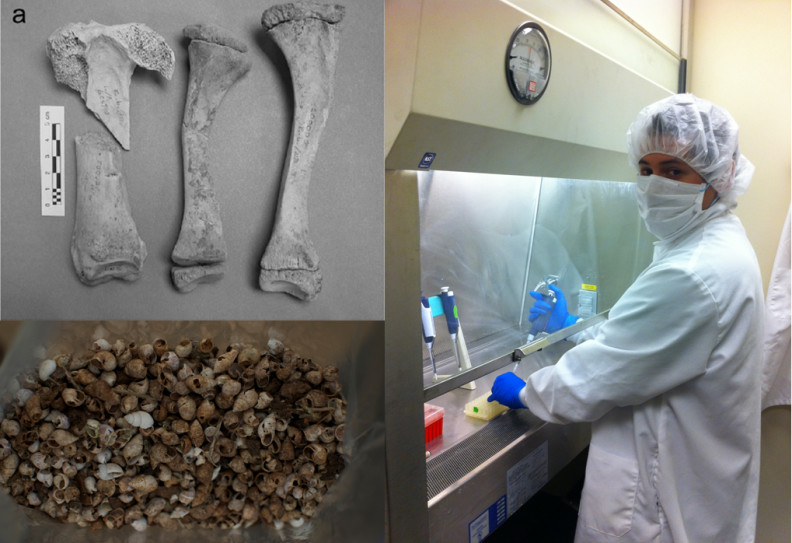 My Research | Fernando Villanea | Washington State University