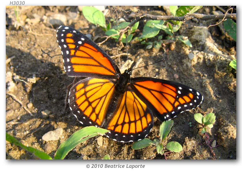 Western Monarch Mystery Challenge | Conservation Biology Lab ... Western Monarch Mystery Challenge | Conservation Biology Lab ...