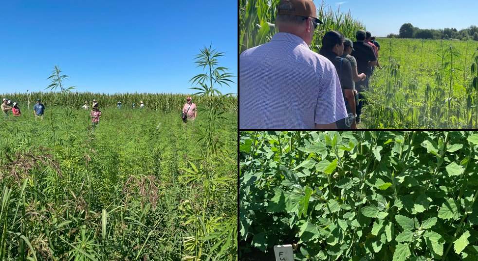 In the field at WSU industrial hemp field day | WSU Government ...