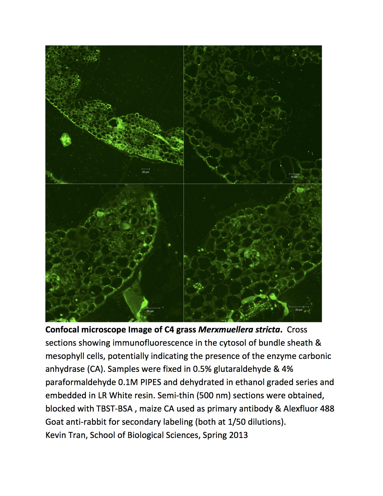 confocal-immuno-grass | Franceschi Microscopy & Imaging Center ...