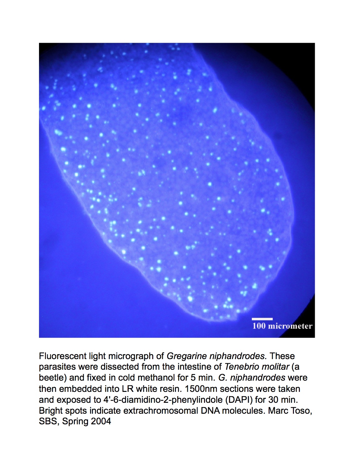 fluorescent-gregarine-niphandrodes | Franceschi Microscopy & Imaging ...