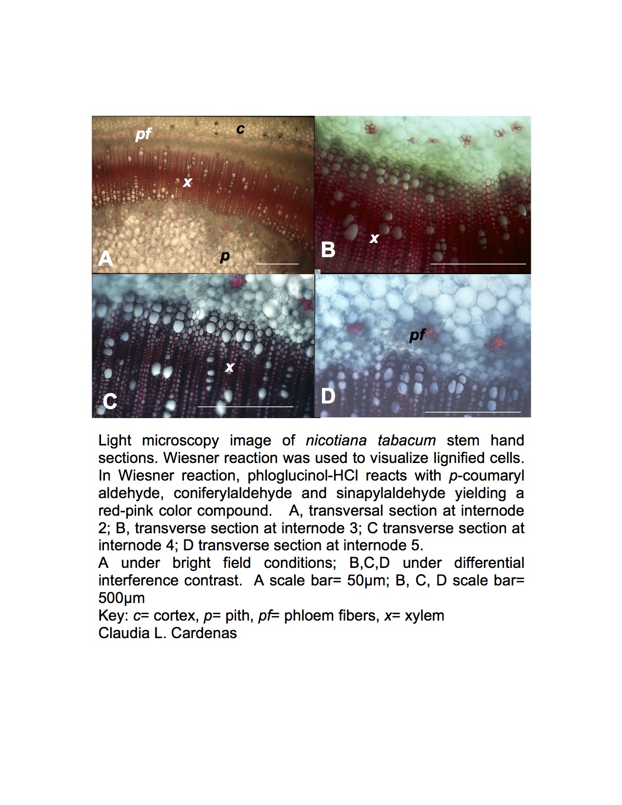 lm-tobacco | Franceschi Microscopy & Imaging Center | Washington State ...