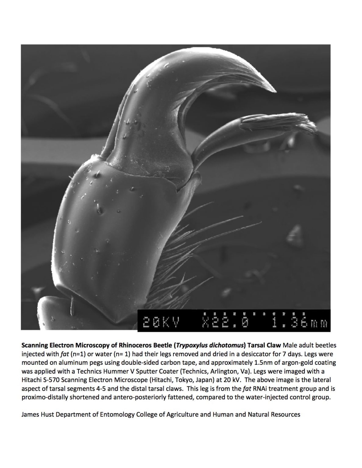 SEM Hust James F’14 | Franceschi Microscopy & Imaging Center ...
