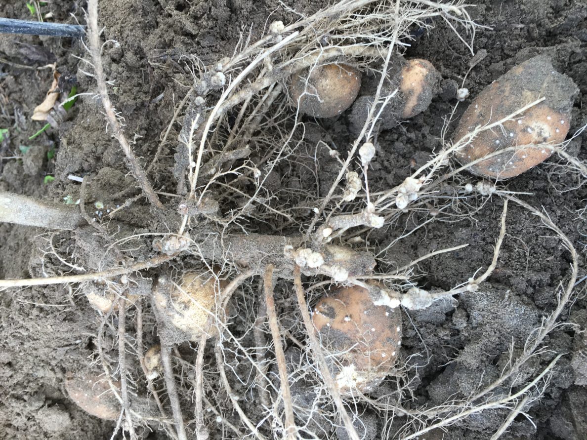 Potato powdery scab | Tanaka Lab | Washington State University