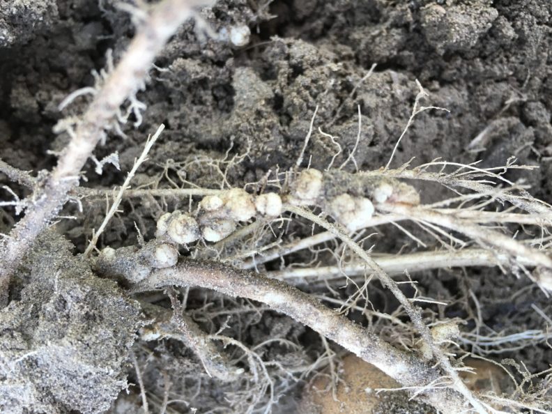 Potato powdery scab | Tanaka Lab | Washington State University