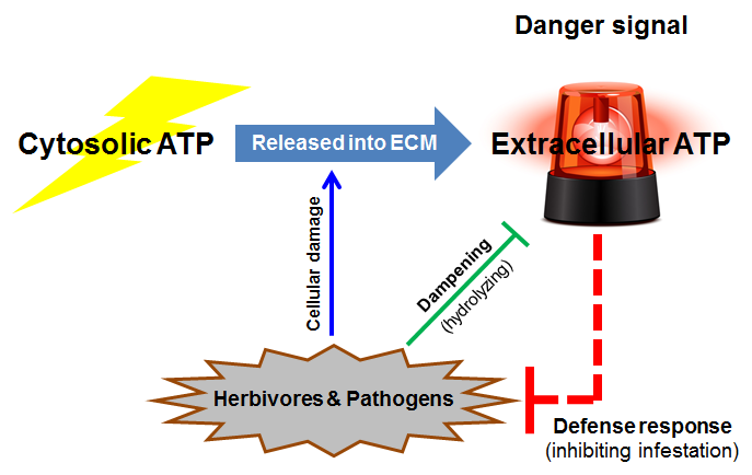 Extracellular ATP Signaling | Tanaka Lab | Washington State University