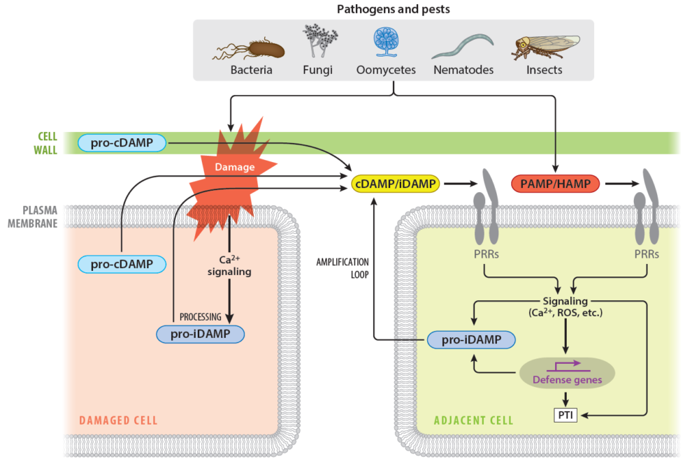 A review article regarding DAMPs in plant immunity published in Annual ...