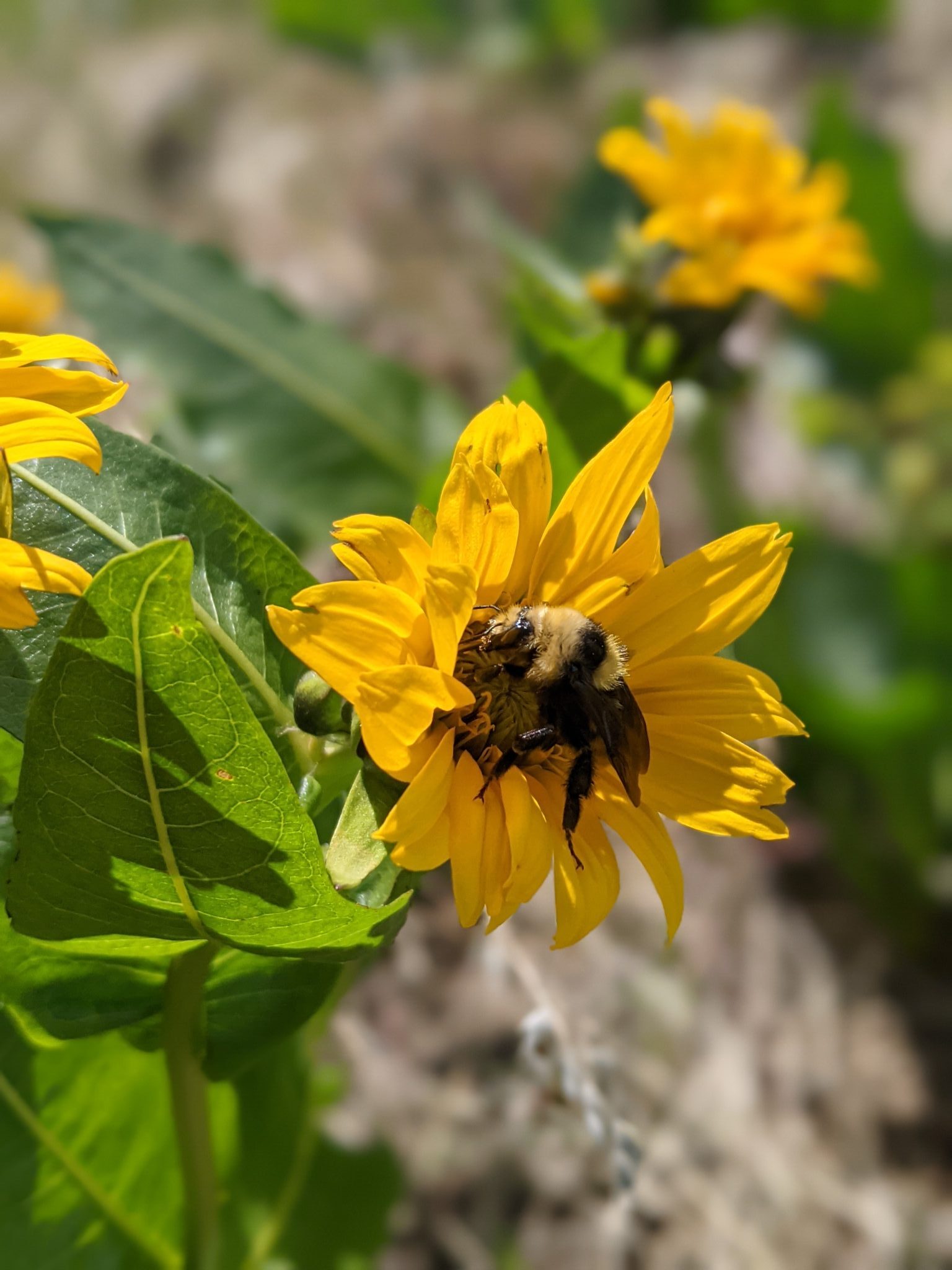 Insect, Arthropod, Microbial, and Soil Diversity | Hudson Biological ...