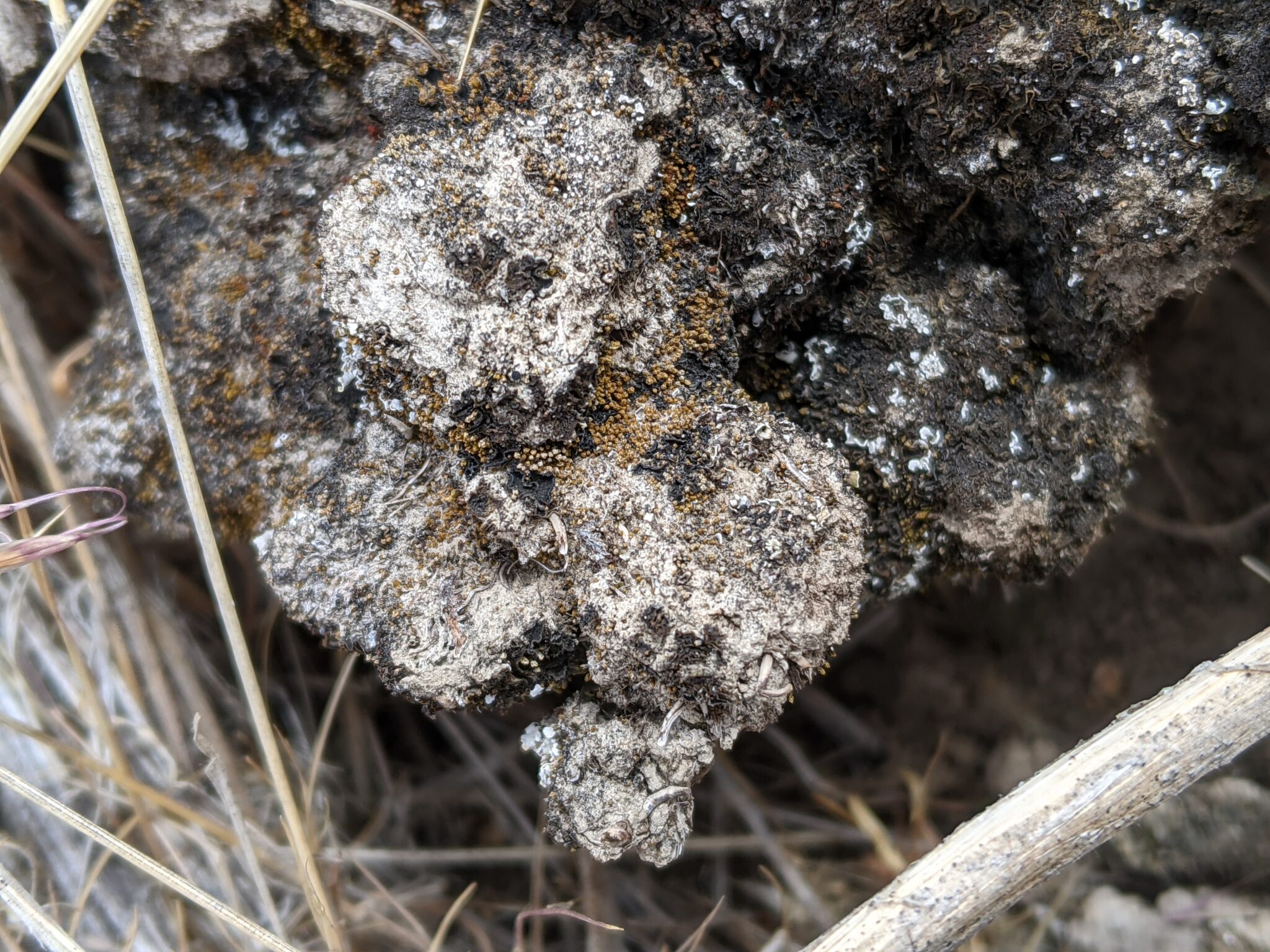 Insect, Arthropod, Microbial, and Soil Diversity | Hudson Biological ...