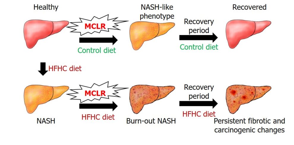 Microcystin-LR hepatotoxicity | John Clarke Lab | Washington State ...