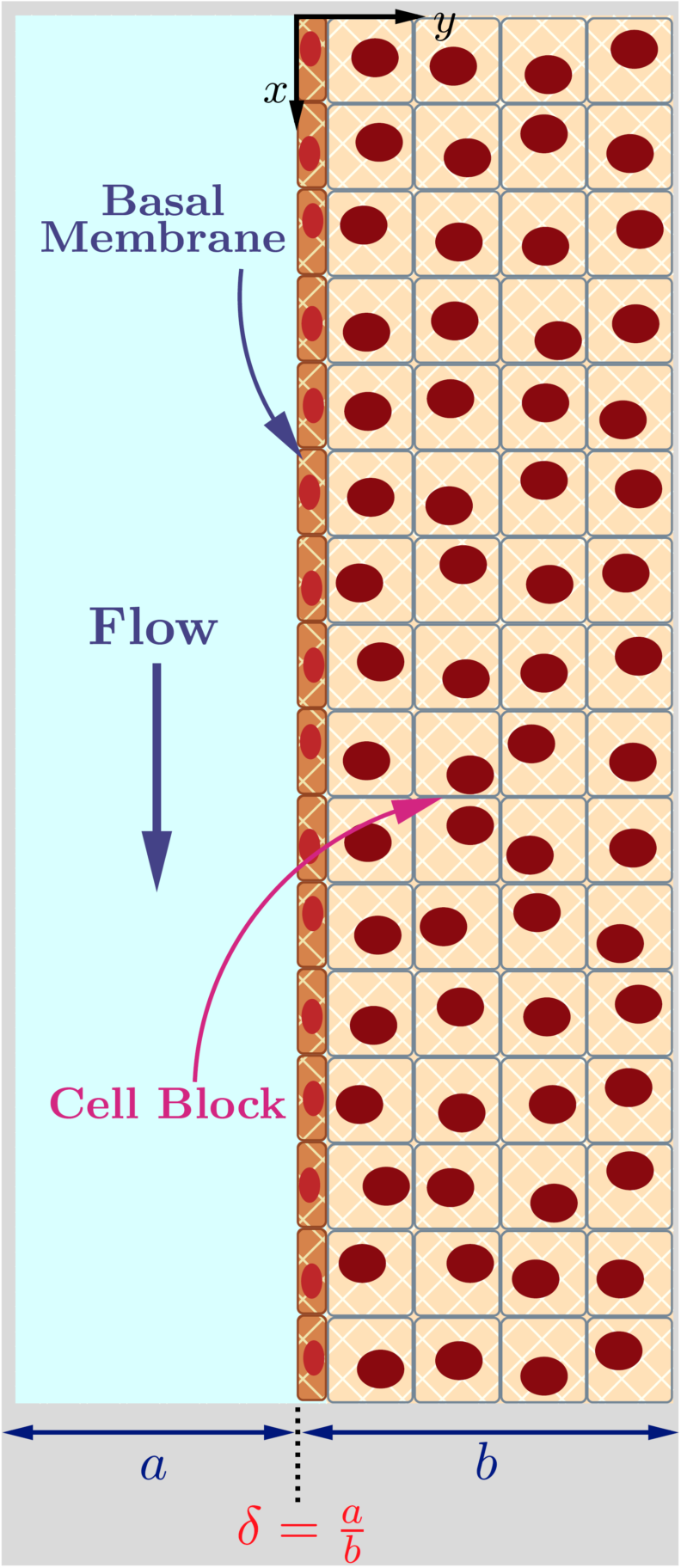 Tumor Modeling | Microscale Thermo-Fluid Lab | Washington State University