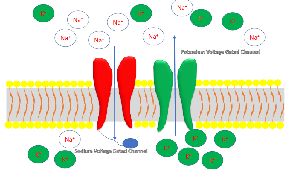 Modeling of Neuronal System | Microscale Thermo-Fluid Lab | Washington ...