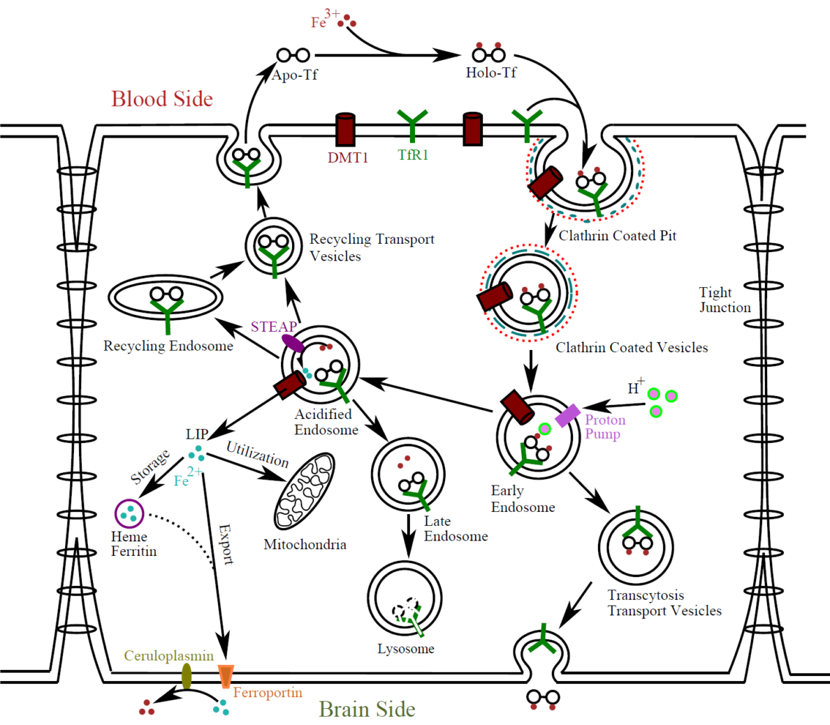 New work published on iron transport across the blood brain barrier ...