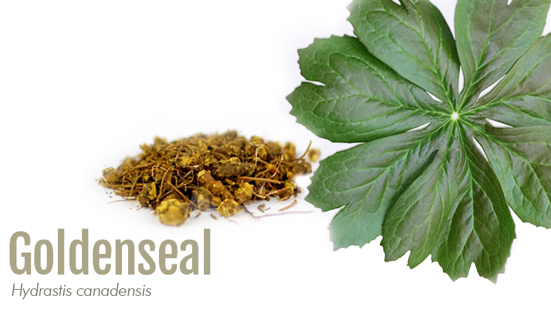 Goldenseal | | Washington State University
