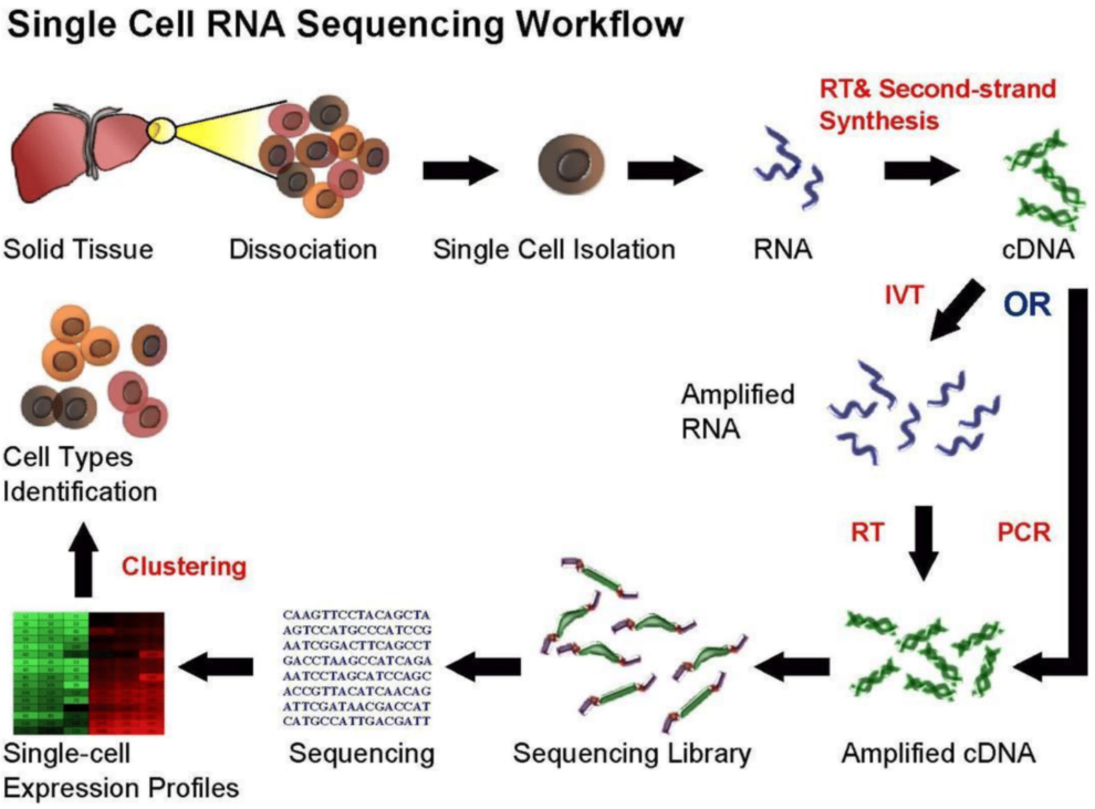 Overview Analyzing scRNA-seq | Winuthayanon Lab | Washington State ...