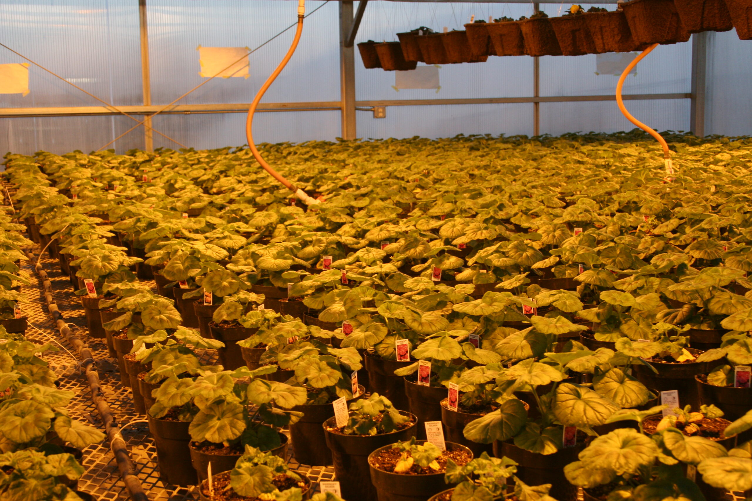 Hort club’s Family Weekend plant sales | Events | Washington State ...