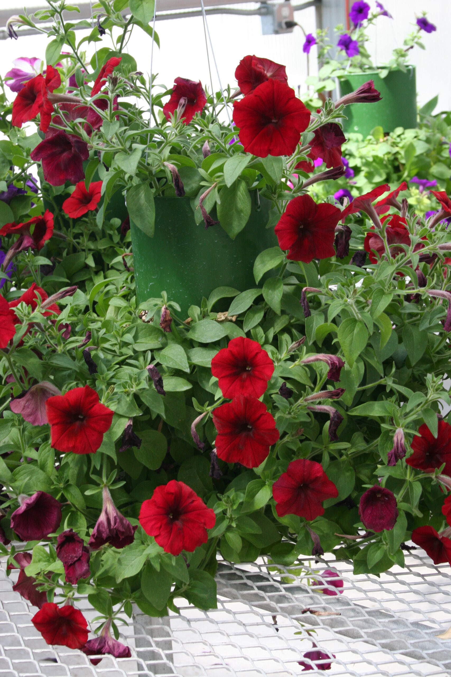 Hort Club’s Graduation Plant Sale | Events | Washington State University