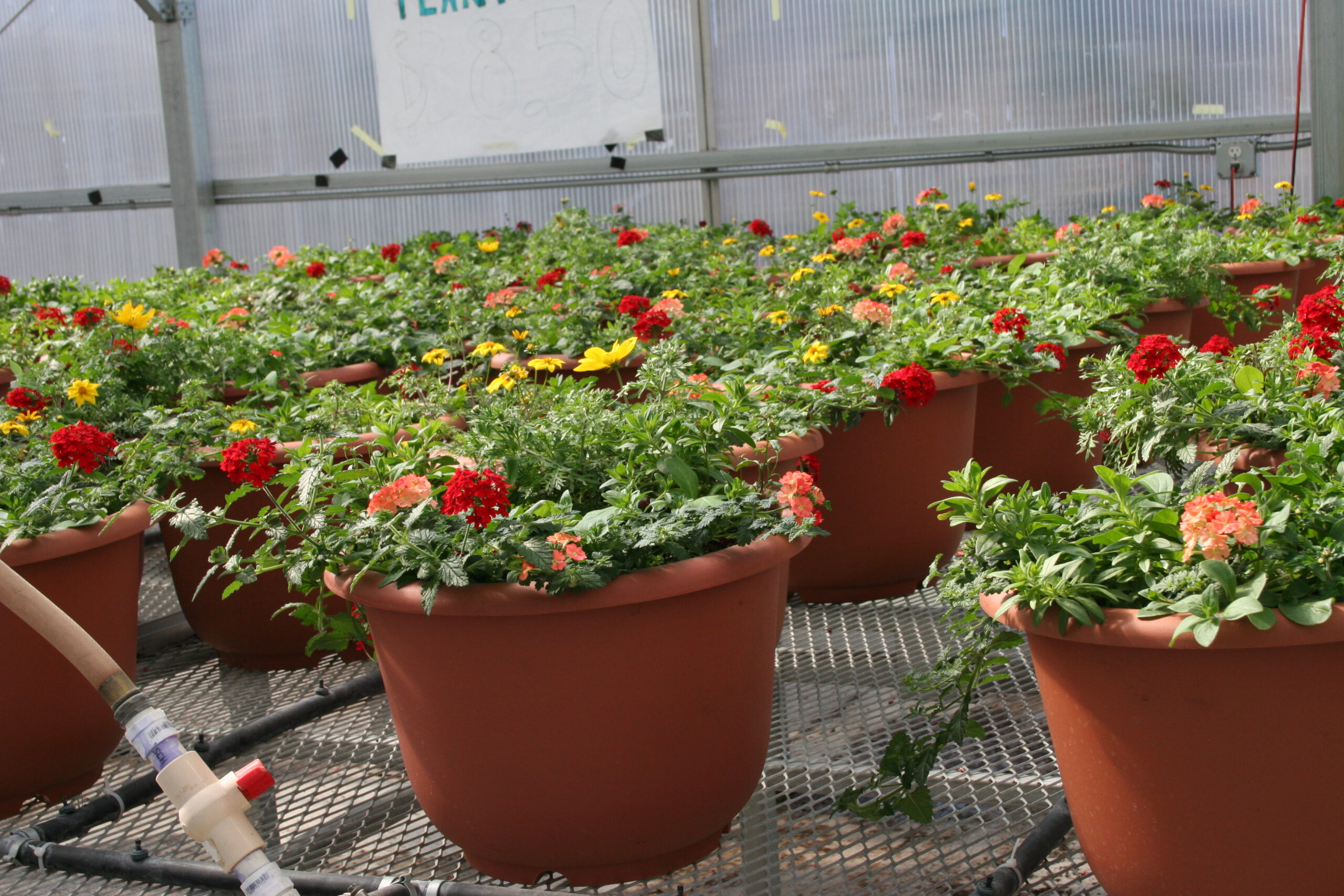 Hort Club’s Family Weekend Plant sales | Events | Washington State ...