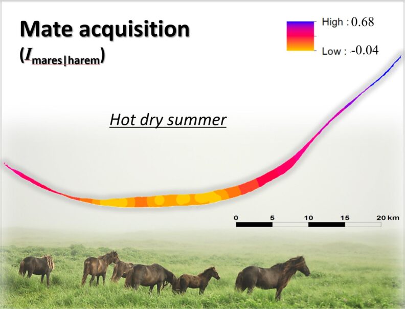 Wild Horse Research | Quantitative Wildlife Ecology and Conservation ...