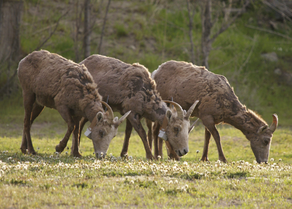 Lab Site for Wild Herbivore Ecology | Washington State University