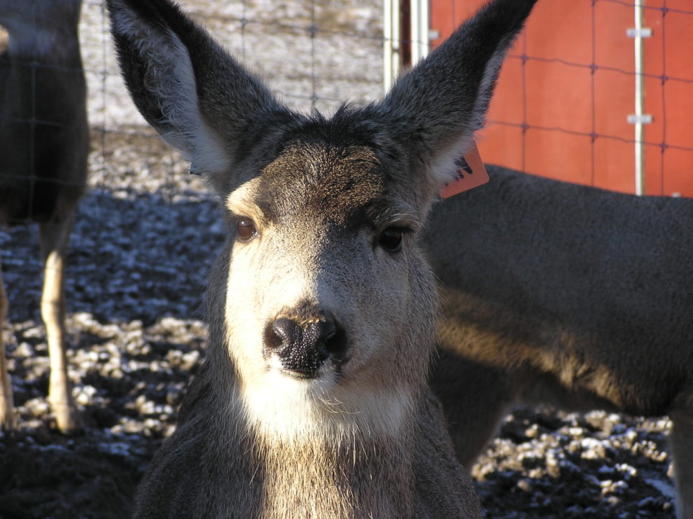 Wildlife Research Facilities | Lab Site for Wild Herbivore Ecology ...