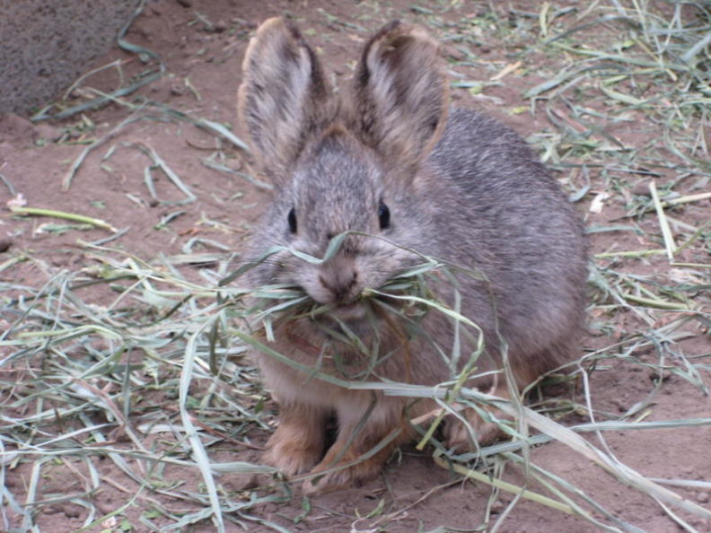 Wildlife Research Facilities | Lab Site for Wild Herbivore Ecology ...