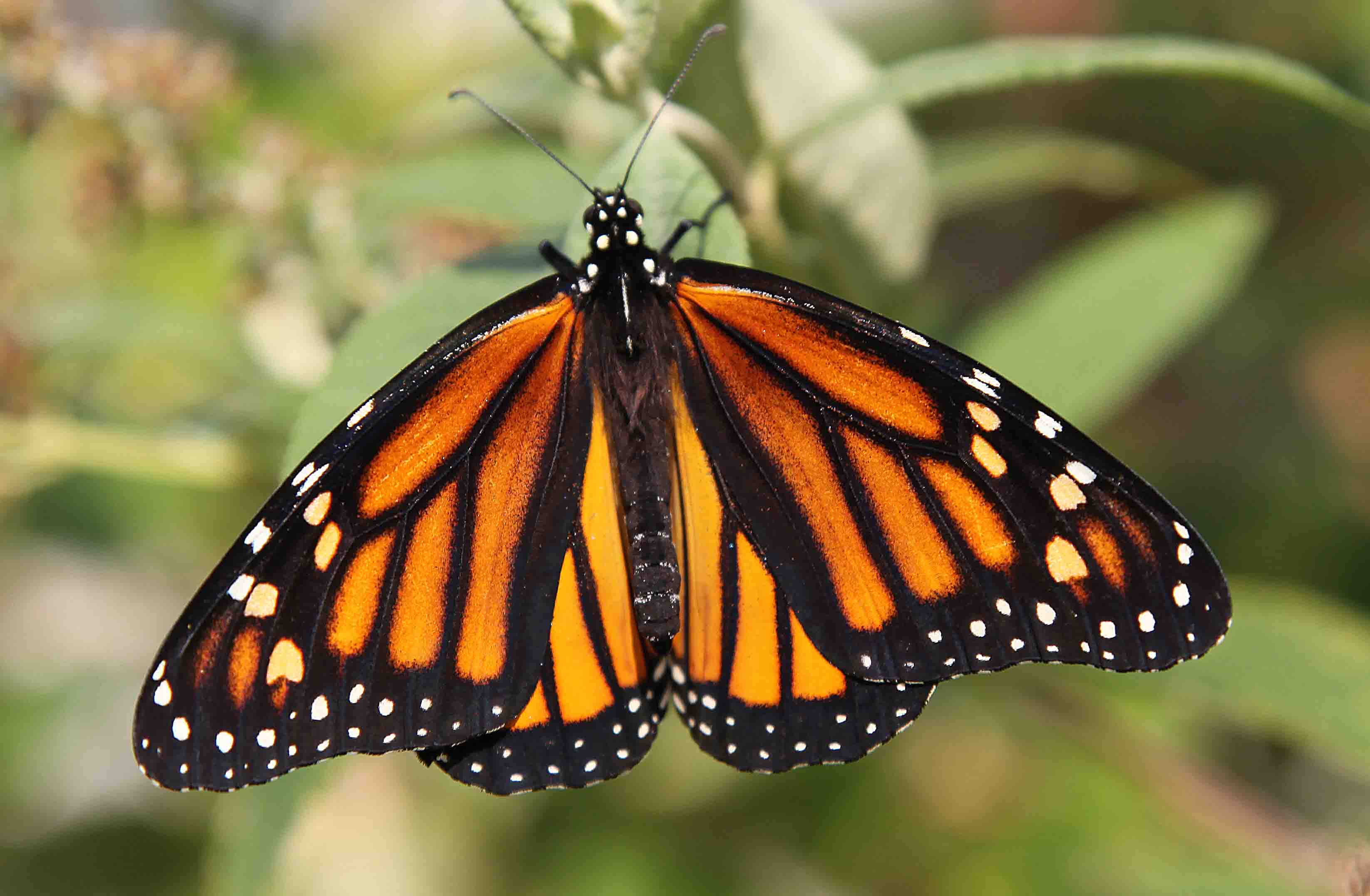 WSU’s Green Times – May 2015 | College of Agricultural, Human, and ...