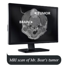 Meet Mr. Bear: One of thousands of patients that has been helped ...