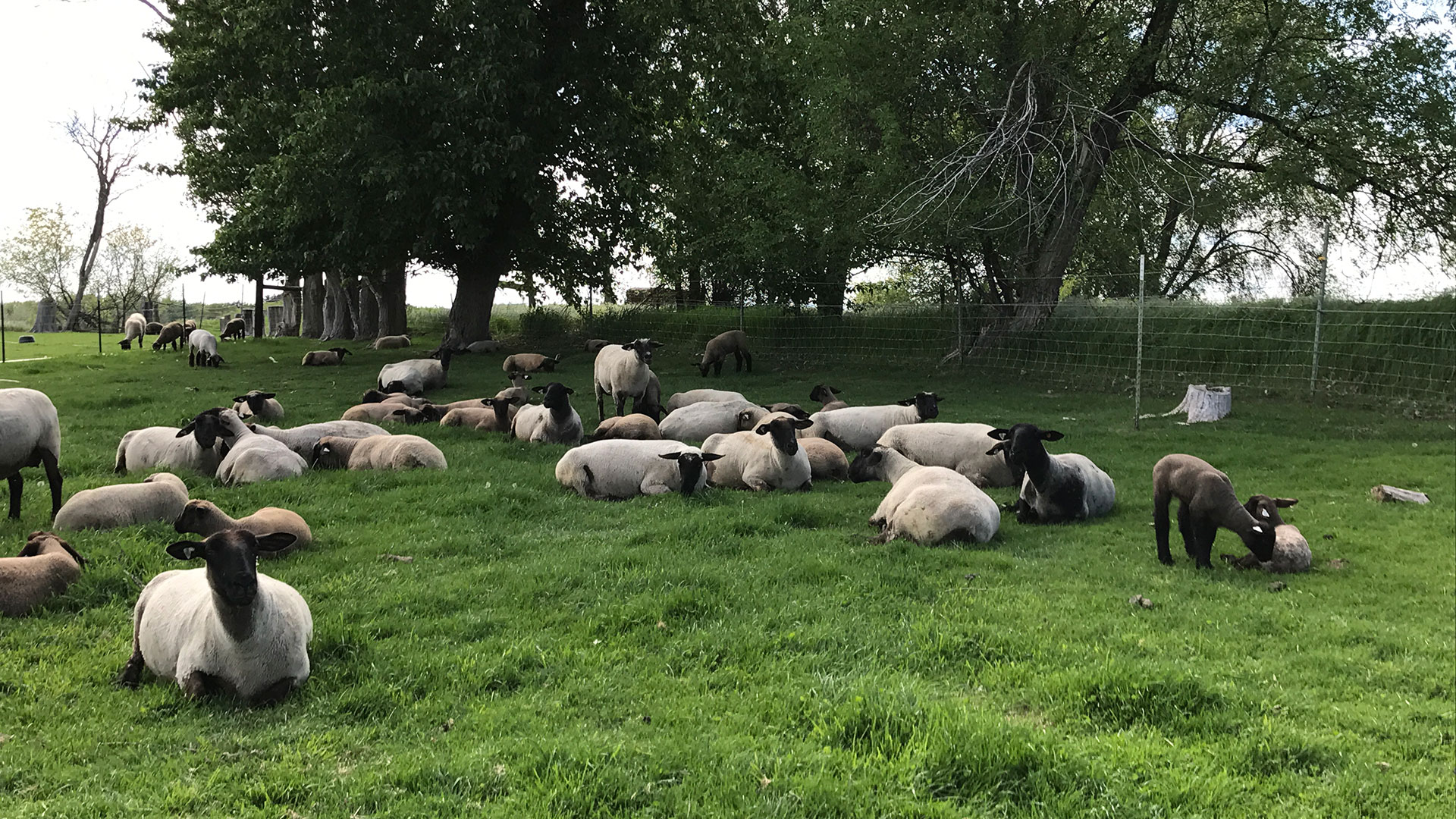 Small Ruminants | Animal Agriculture | Washington State University