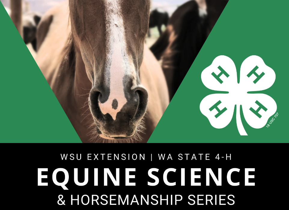News | 4-H Youth Development Program | Washington State University