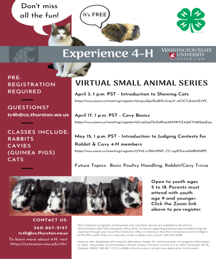 Experience 4-H! Cavy Basics | Thurston County | Washington State University