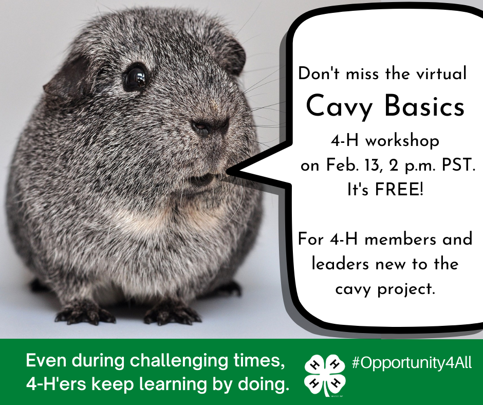 4-H Cavy Basics | Thurston County | Washington State University