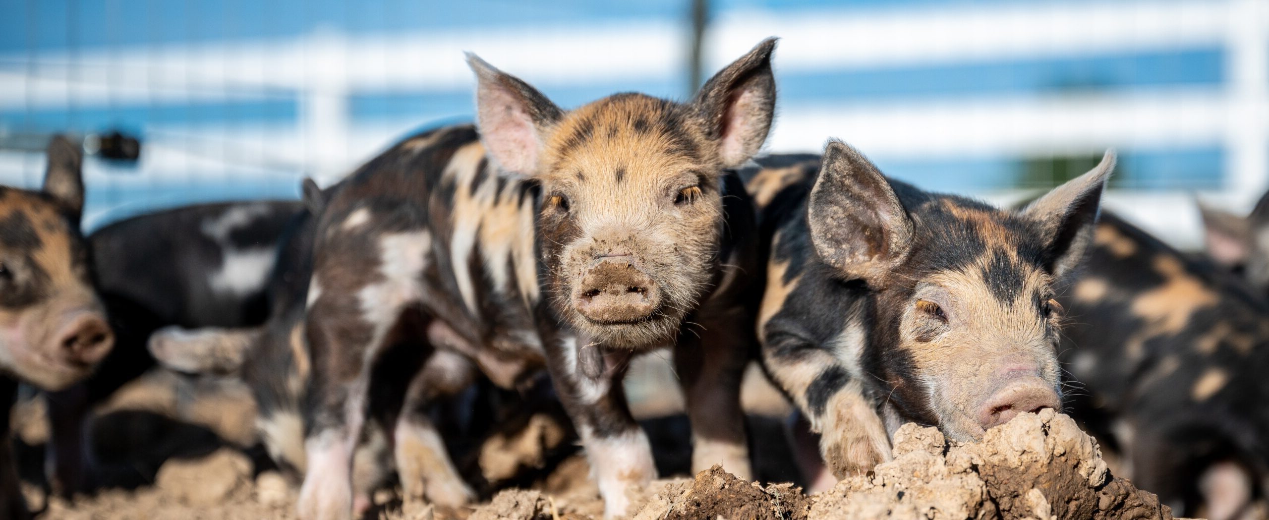 Pigs | Thurston County | Washington State University