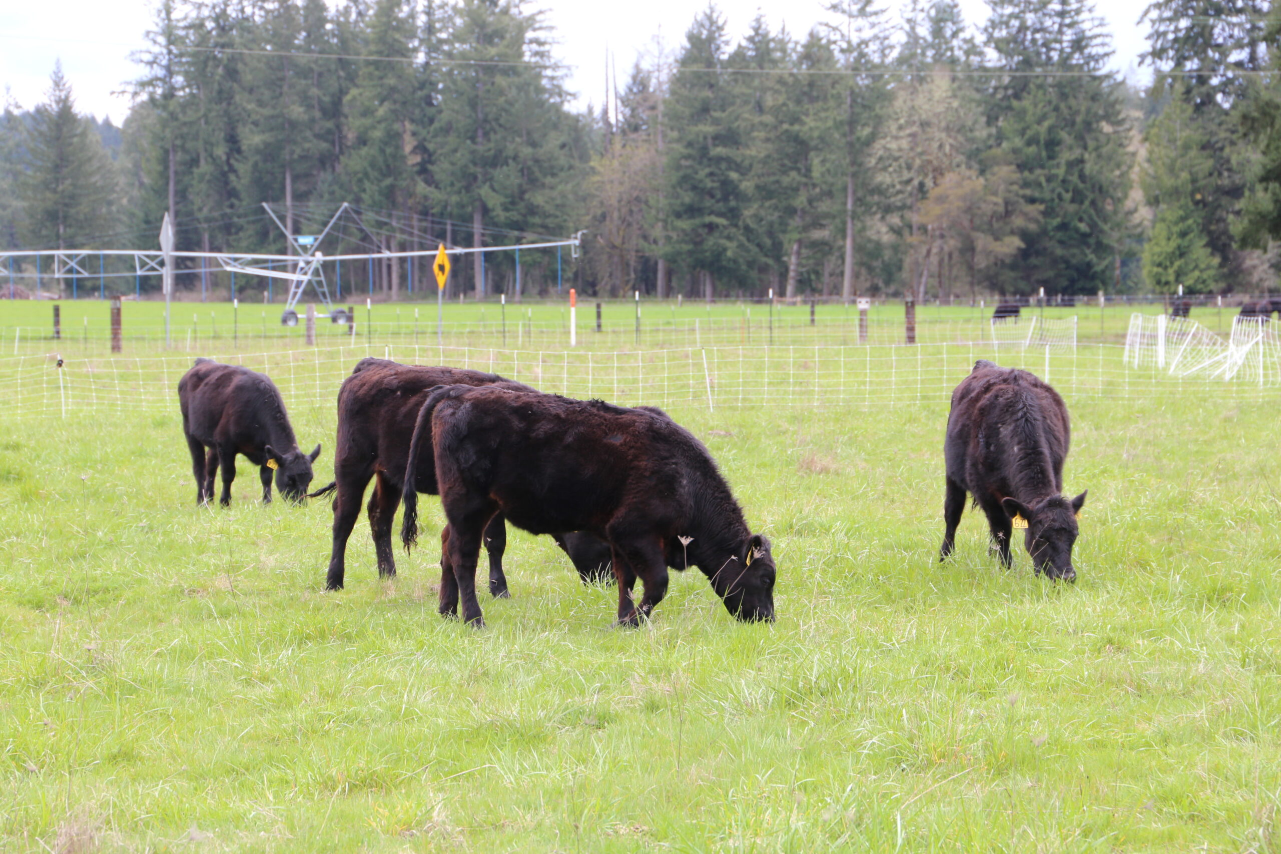 Pastures & Hay | Thurston County | Washington State University