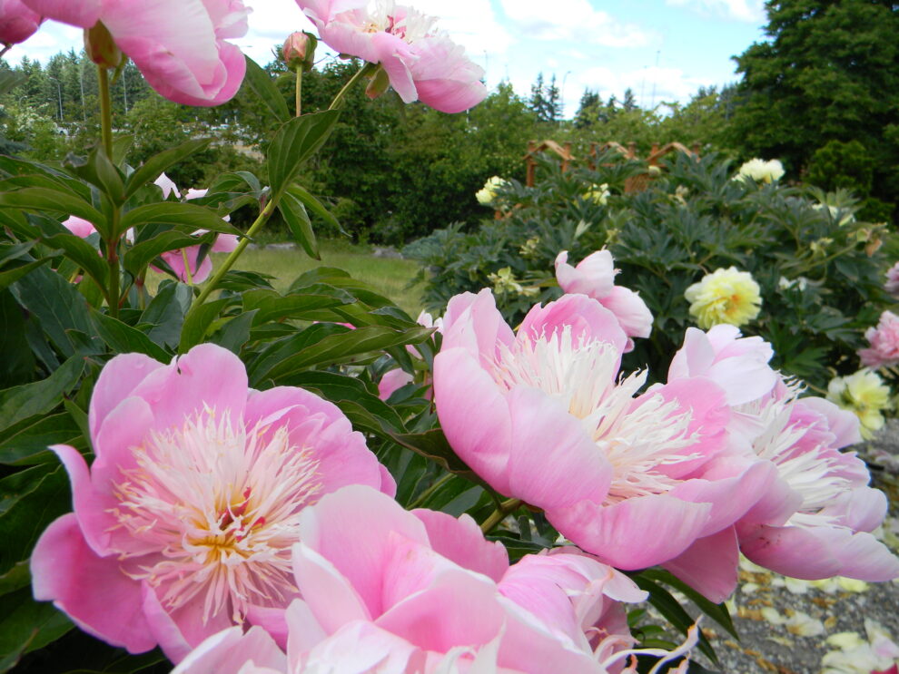 Learn How to Divide Peonies at Closed Loop Park Demonstration Garden ...